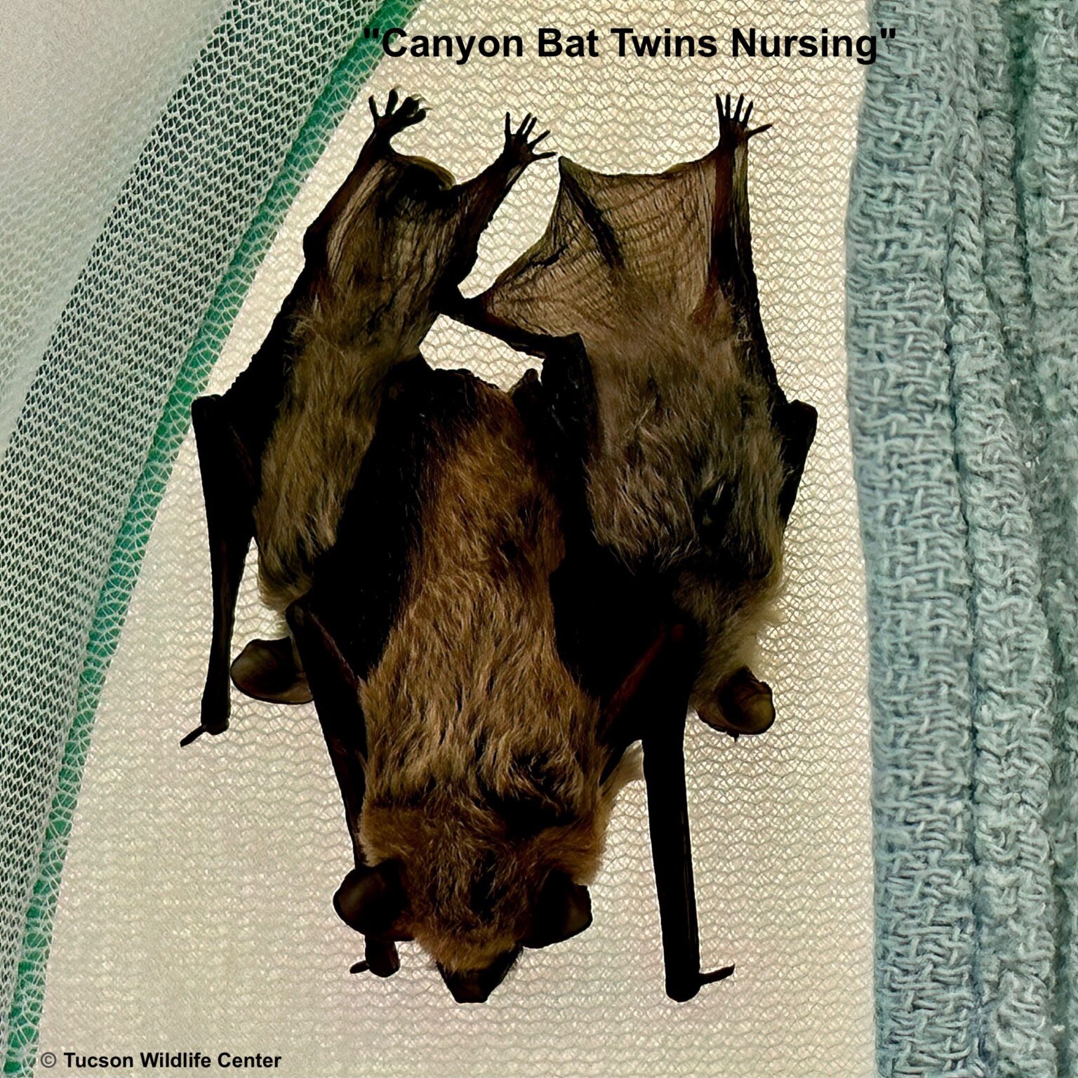 Patient of the Week: 07/07/23 - Tucson Wildlife Center