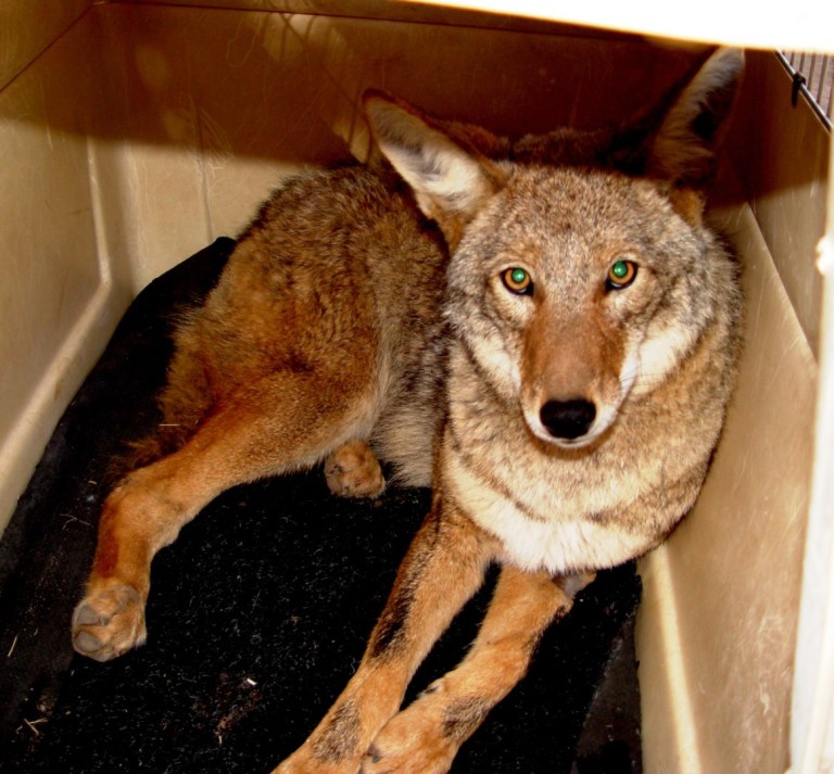 The Beginning... - Tucson Wildlife Center