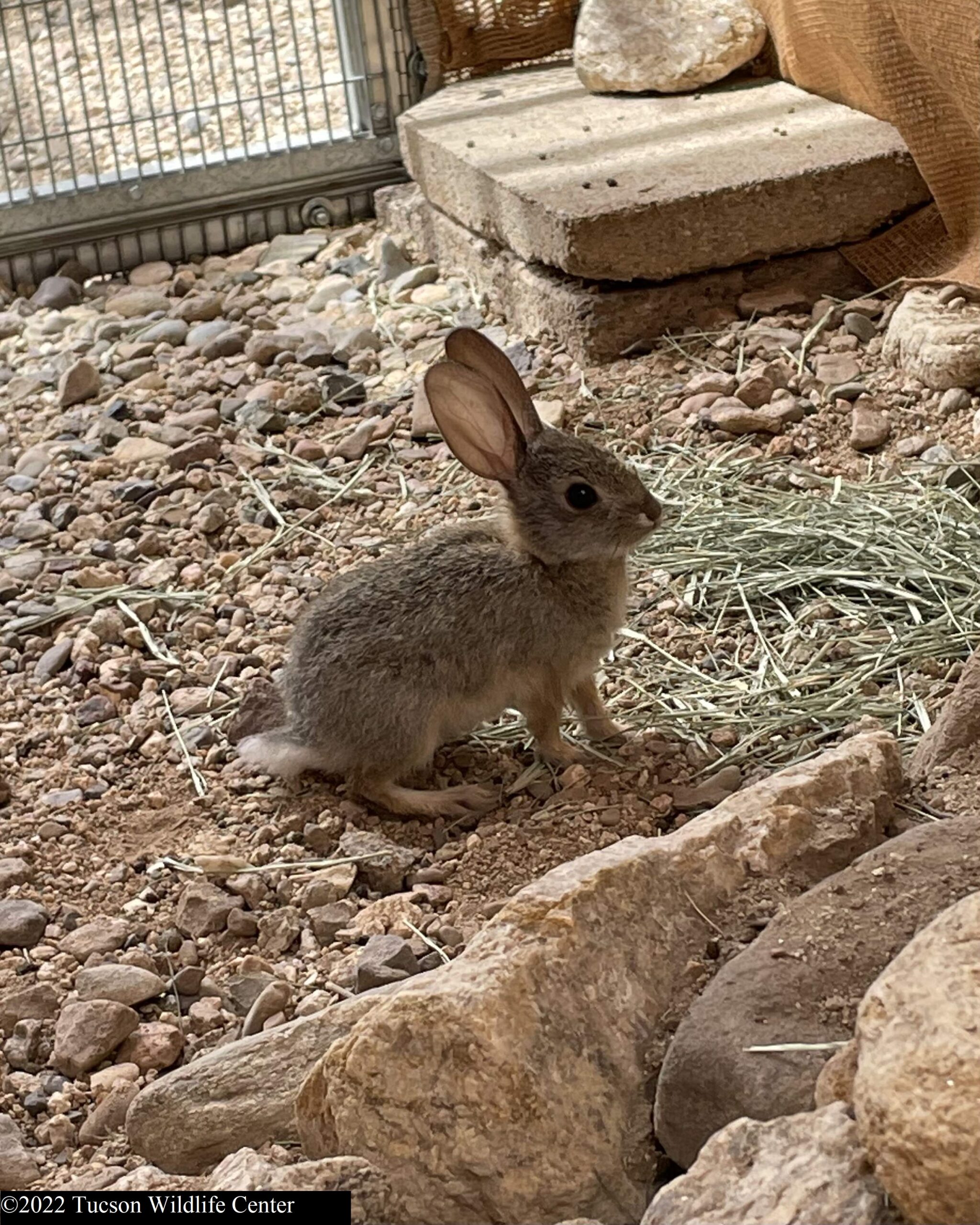 Patient of the Week: Desert Cottontails - Tucson Wildlife Center