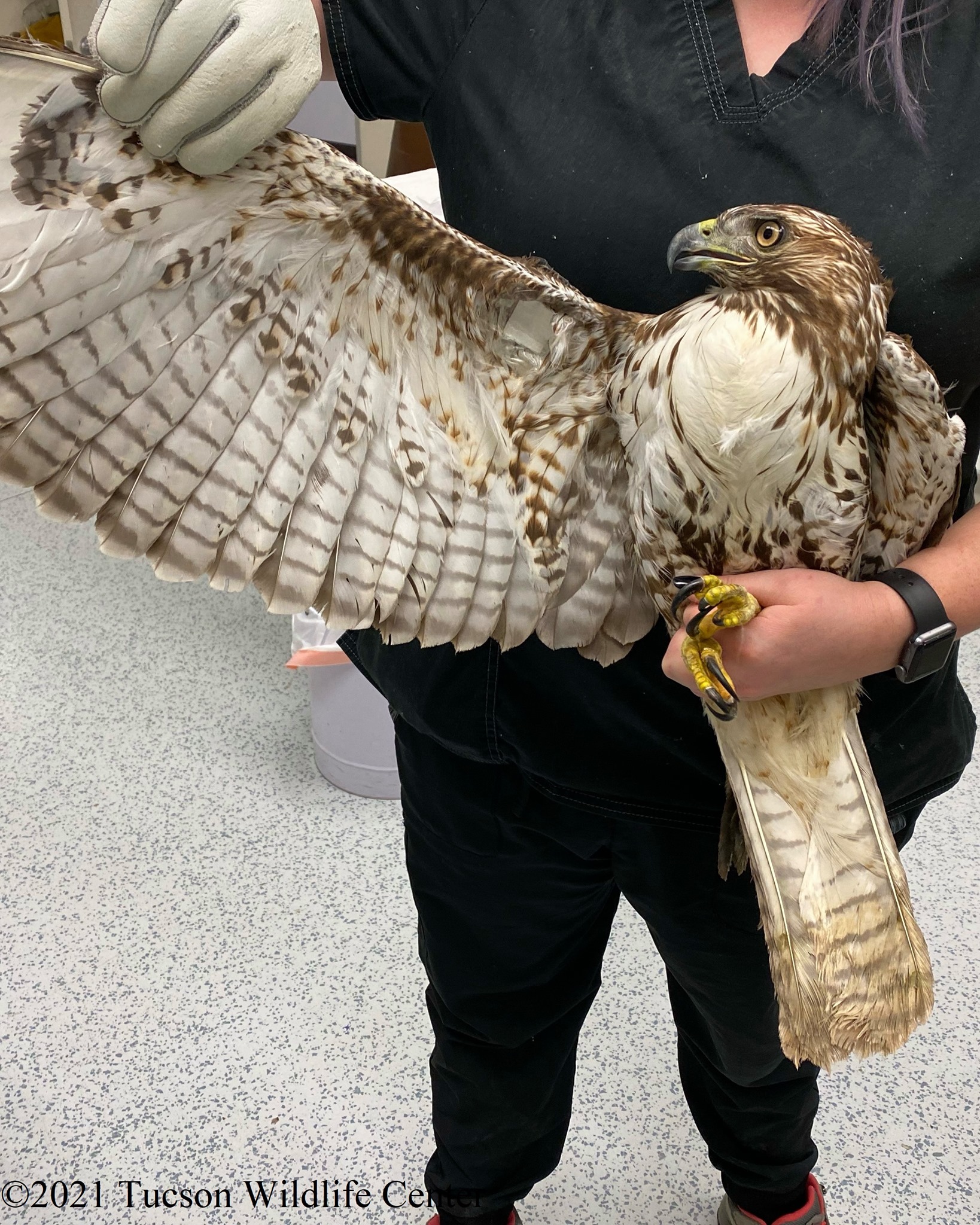 Patient of the Week: Red-tailed Hawk - Tucson Wildlife Center