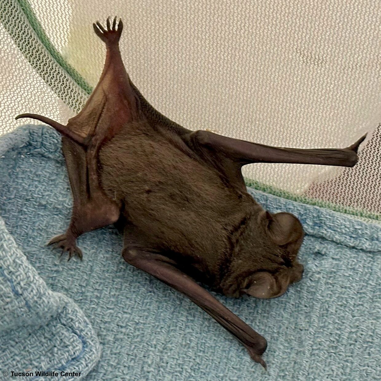 Patient of the Week: 01/19/24 - Tucson Wildlife Center