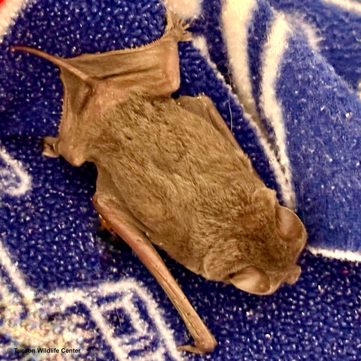 Patient of the Week: 01/19/24 - Tucson Wildlife Center