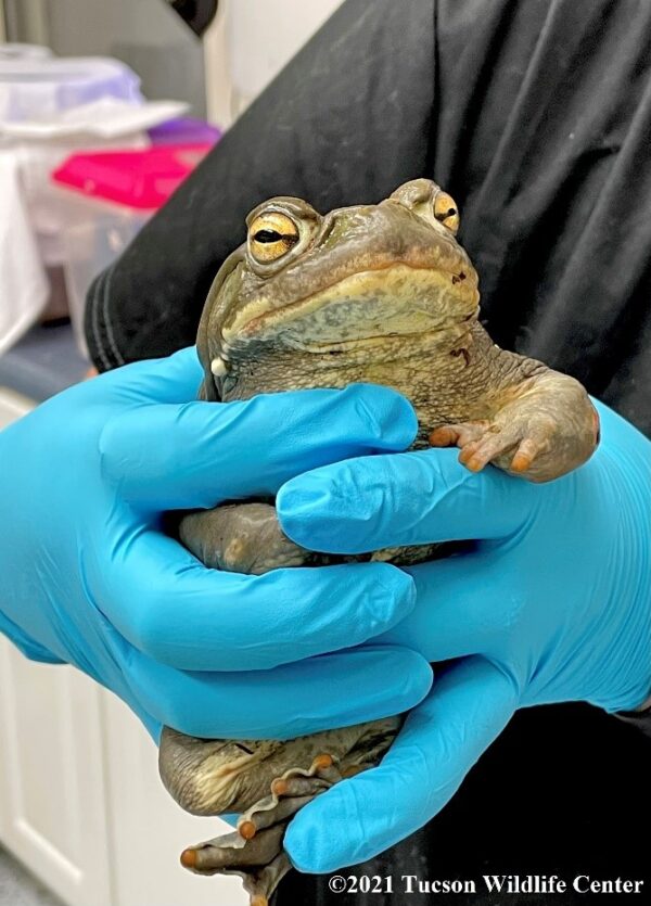 PATIENT OF THE WEEK: Sonoran Desert Toad - Tucson Wildlife Center
