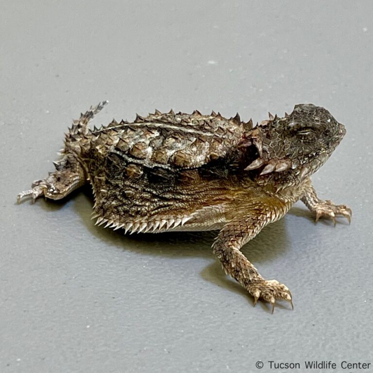 Patient of the Week: Desert Horned Lizard - Tucson Wildlife Center