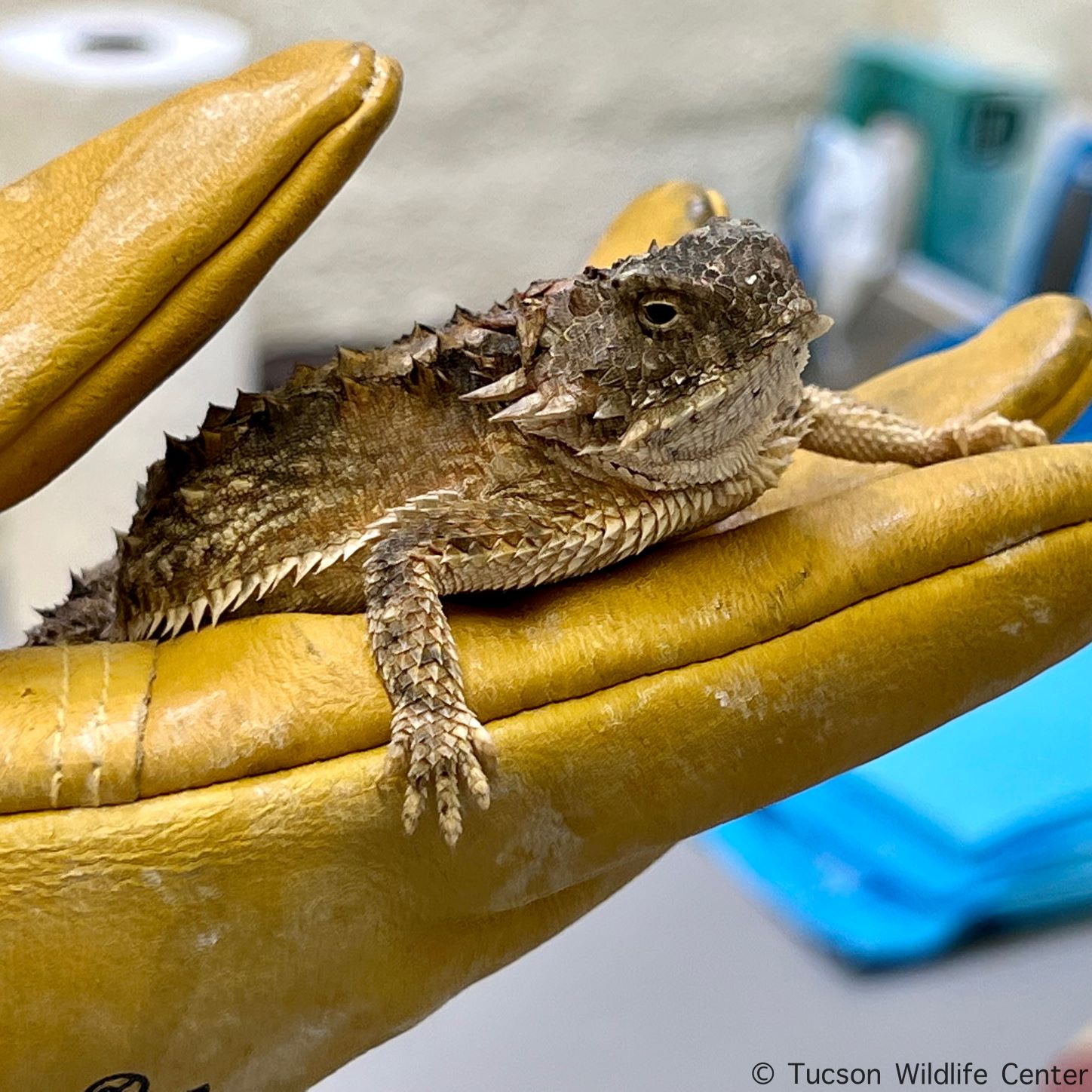 Patient of the Week: Desert Horned Lizard - Tucson Wildlife Center