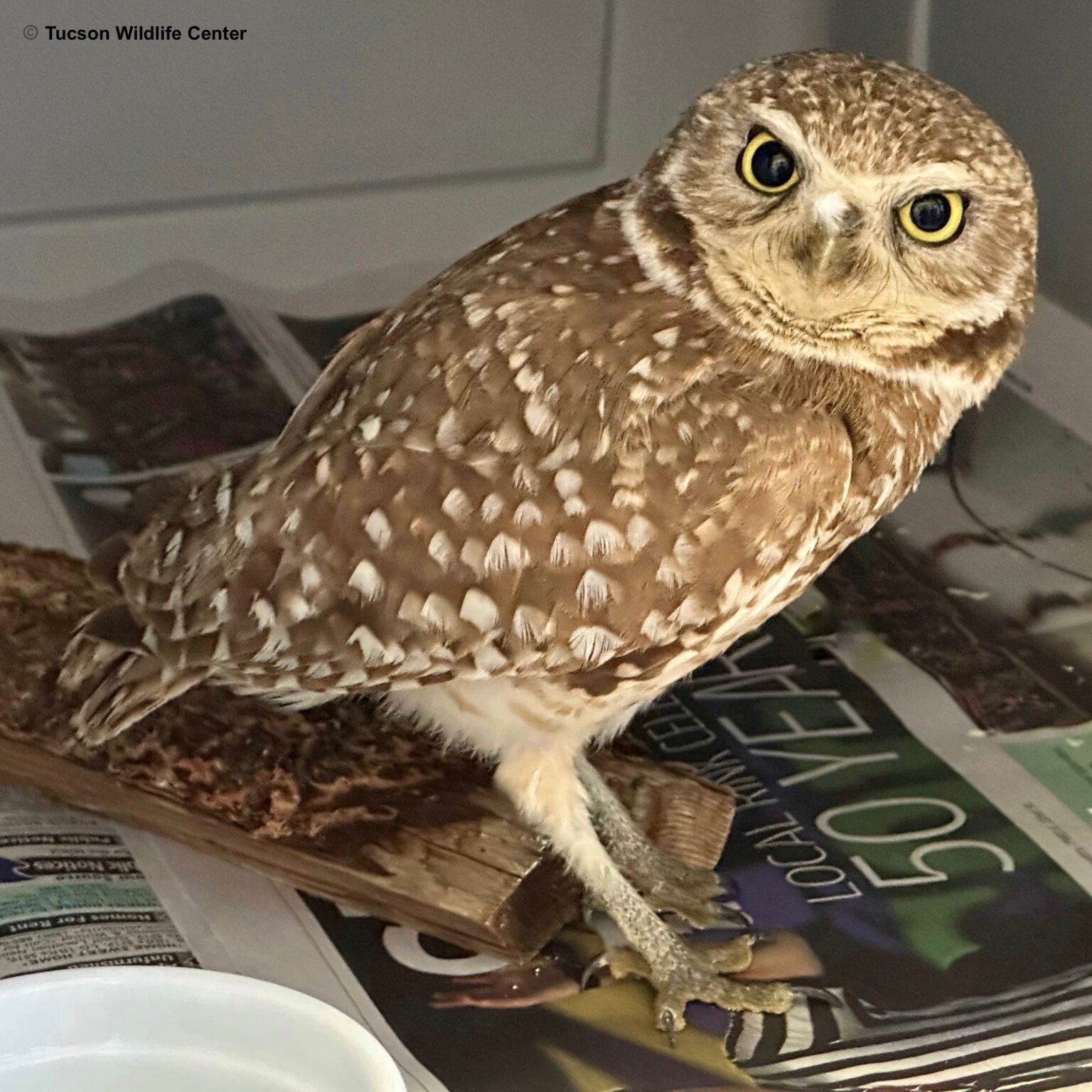 Patient of the Week: Western Burrowing Owl - Tucson Wildlife Center