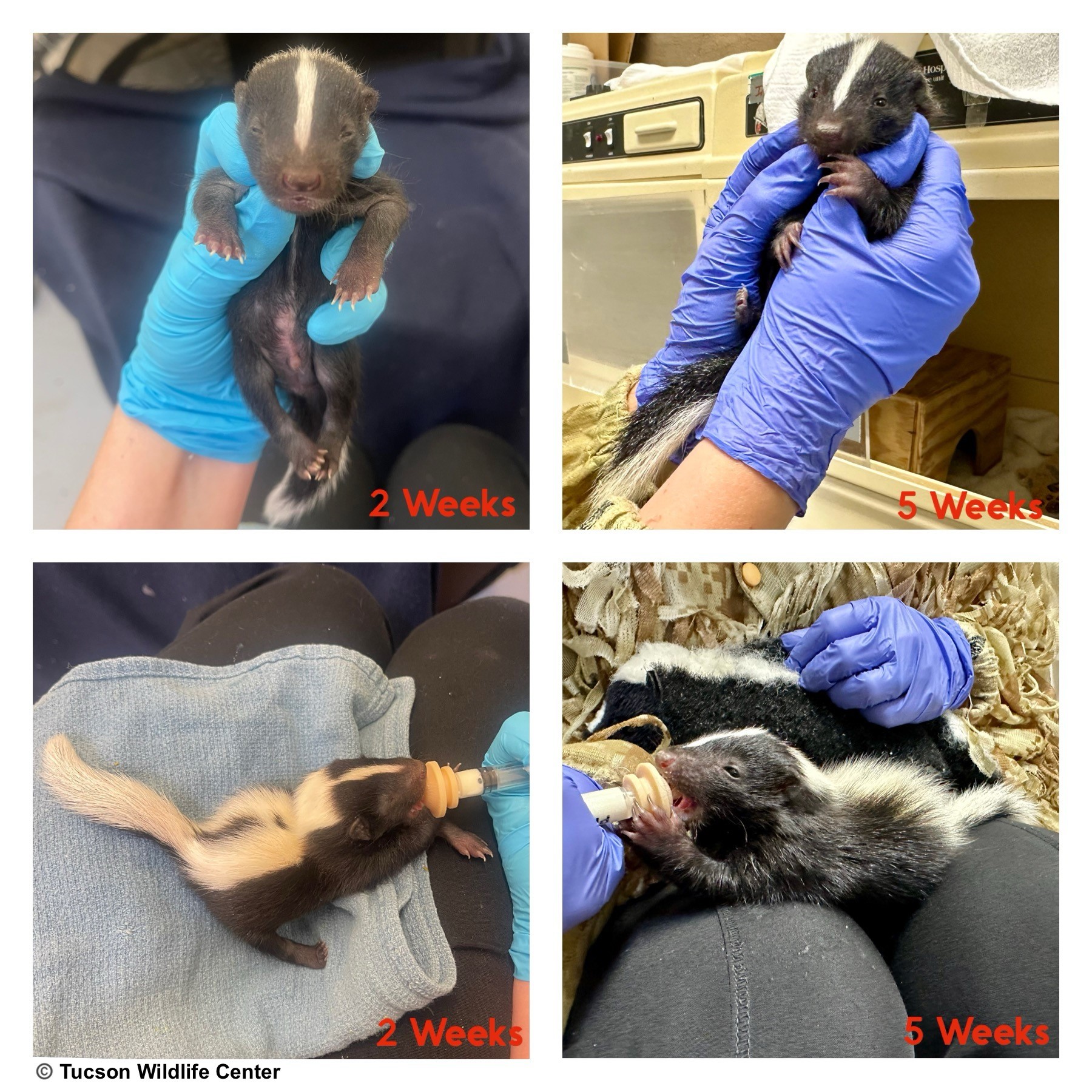Blood testing machines fundraiser a success! - Tucson Wildlife Center