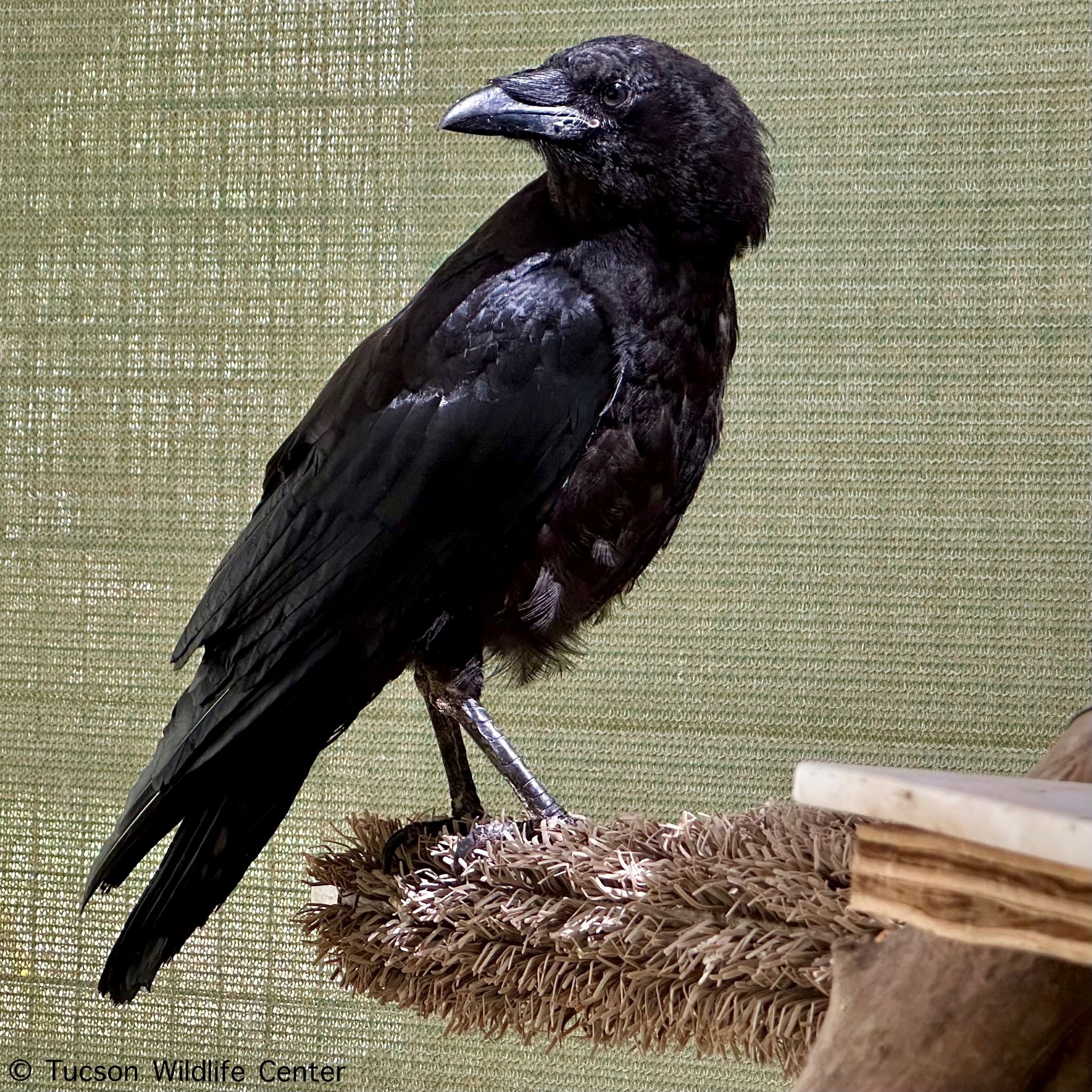 Patient of the Week: Chihuahuan Raven - Tucson Wildlife Center