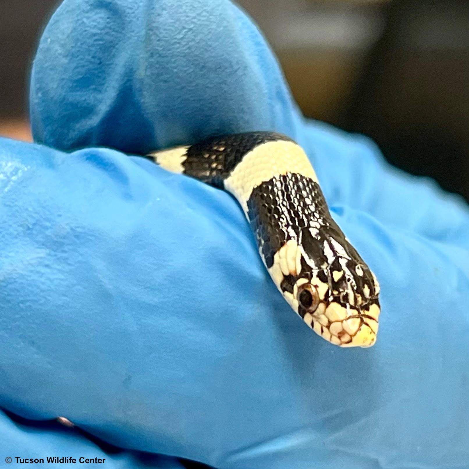 Patient of the Week: 08/25/23 - Tucson Wildlife Center